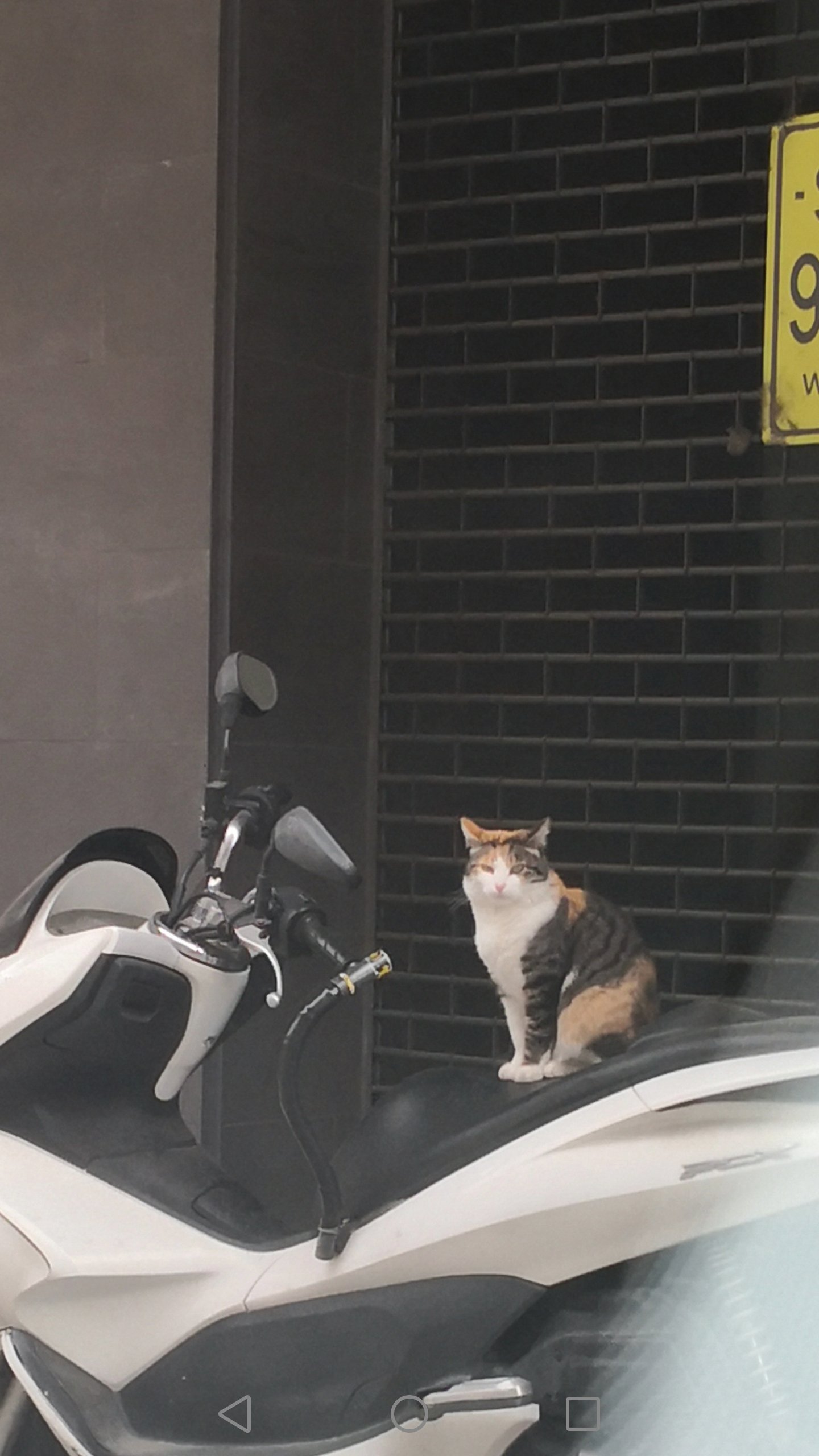 ¿Qué harías si te encuentras a este HERMOSO GATO en tu moto? +gato ...