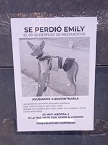 perrita Emily perdida en Barcelona, zona Glorias - Clot +tema serio ...